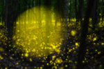 Firefly.org | Firefly & Lightning Bug Facts, Pictures, Information