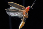 Firefly.org | Firefly & Lightning Bug Facts, Pictures, Information