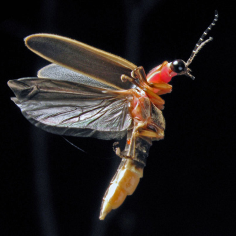 Texas Fireflies - Firefly Conservation & Research