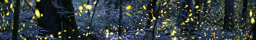 Firefly.org | Firefly & Lightning Bug Facts, Pictures, Information