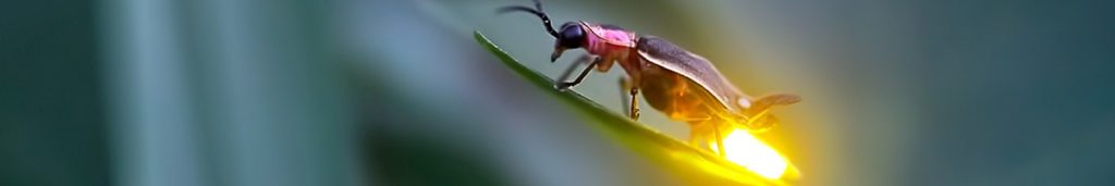 Contact Firefly Conservation & Research | Ben Pfeiffer Speaking Schedule