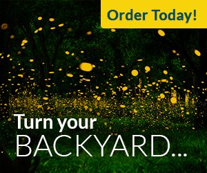 Firefly.org | Firefly & Lightning Bug Facts, Pictures, Information