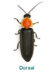 Record A Firefly Sighting! Map of Firefly Sightings Worldwide | Firefly.org