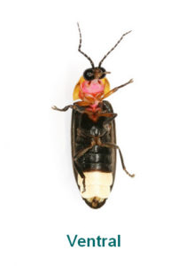 Record A Firefly Sighting! Map of Firefly Sightings Worldwide | Firefly.org