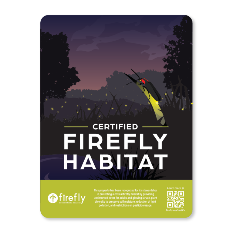 Most Common Names for Fireflies | What is Firefly in Other Foreign ...