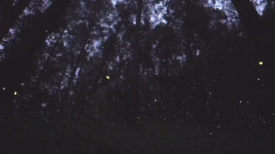 Synchronous Fireflies - Firefly Conservation & Research